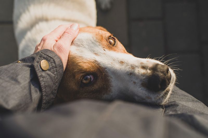 Canine Anemia: Causes, Symptoms & How to Help - Vet in New Albany ...