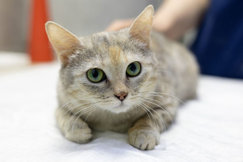 What Causes Seizures in Cats and How to Manage Them - Vet in New Albany ...